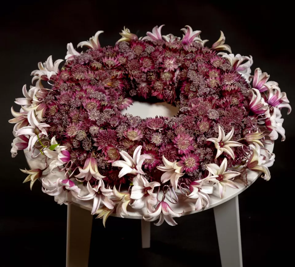 Astrantia collection | Marginpar